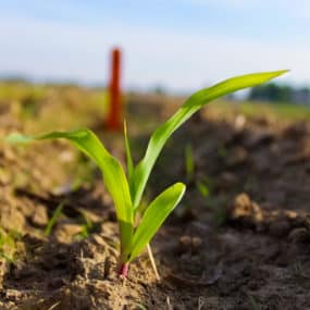 Products | 1st Choice Seeds